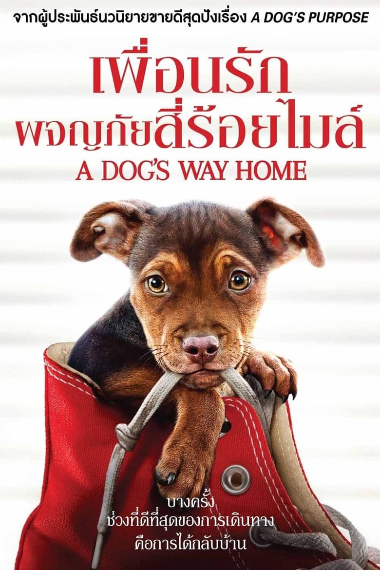 A Dogs Way Home เพื่อนรักผจญภัยสี่ร้อยไมล์ พากย์ไทย - โอเวอร์มูฟวี่ส์